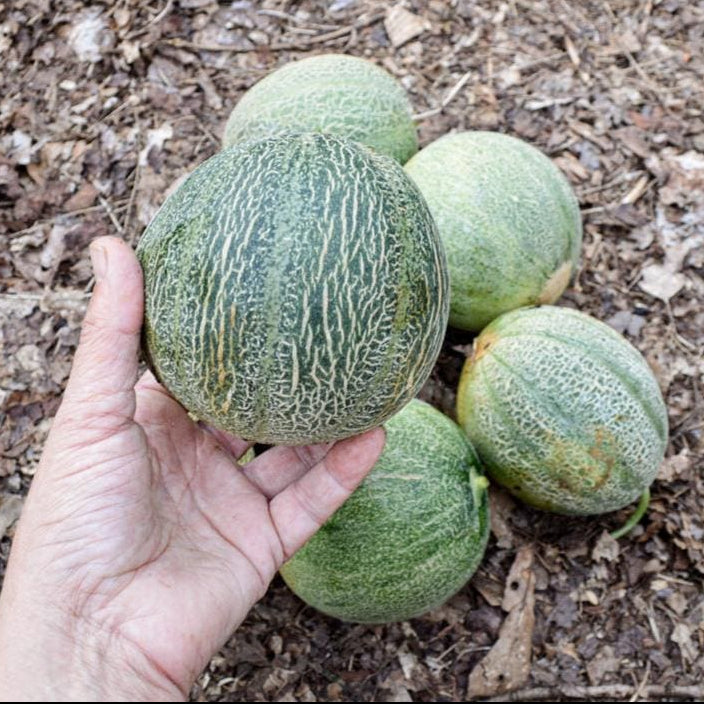 Minnesota Midget Melon (60 Days) – Pinetree Garden Seeds