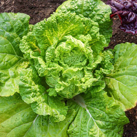 Minuet Chinese Cabbage (F1 Hybrid 48 Days) – Pinetree Garden Seeds