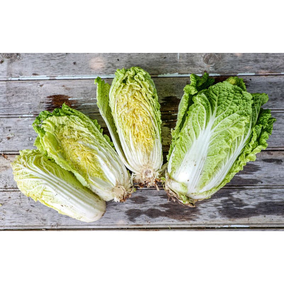 Minuet Chinese Cabbage (F1 Hybrid 48 Days) – Pinetree Garden Seeds