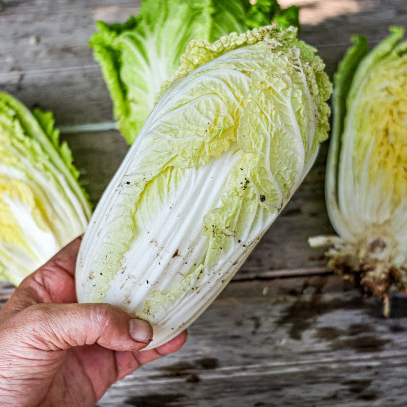 Minuet Chinese Cabbage (F1 Hybrid 48 Days) – Pinetree Garden Seeds