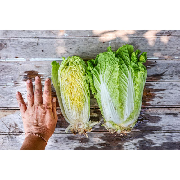 Minuet Chinese Cabbage (F1 Hybrid 48 Days) – Pinetree Garden Seeds