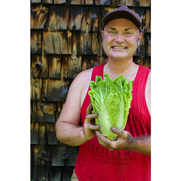 Minuet Chinese Cabbage (F1 Hybrid 48 Days) – Pinetree Garden Seeds
