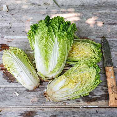 Minuet Chinese Cabbage (F1 Hybrid 48 Days) – Pinetree Garden Seeds
