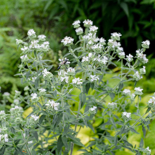 Mint – Pinetree Garden Seeds