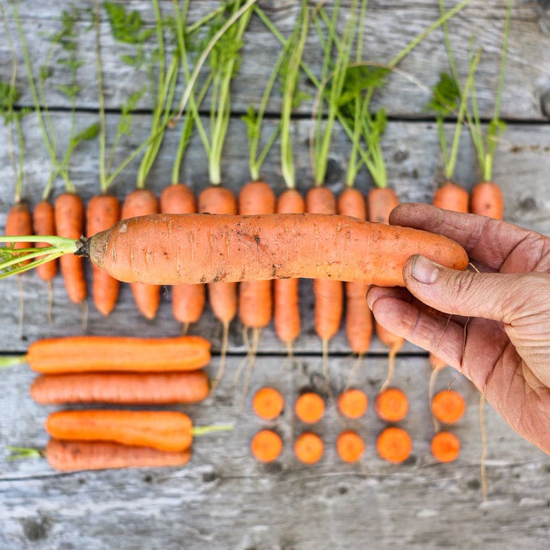 Napoli Carrot (F1 Hybrid, 66 Days) – Pinetree Garden Seeds