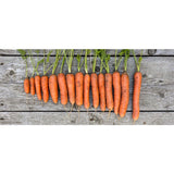 Napoli Carrot (F1 Hybrid, 66 Days) – Pinetree Garden Seeds