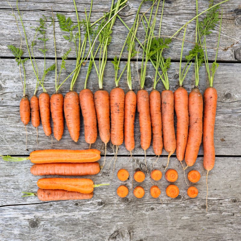 Napoli Carrot (F1 Hybrid, 66 Days) – Pinetree Garden Seeds