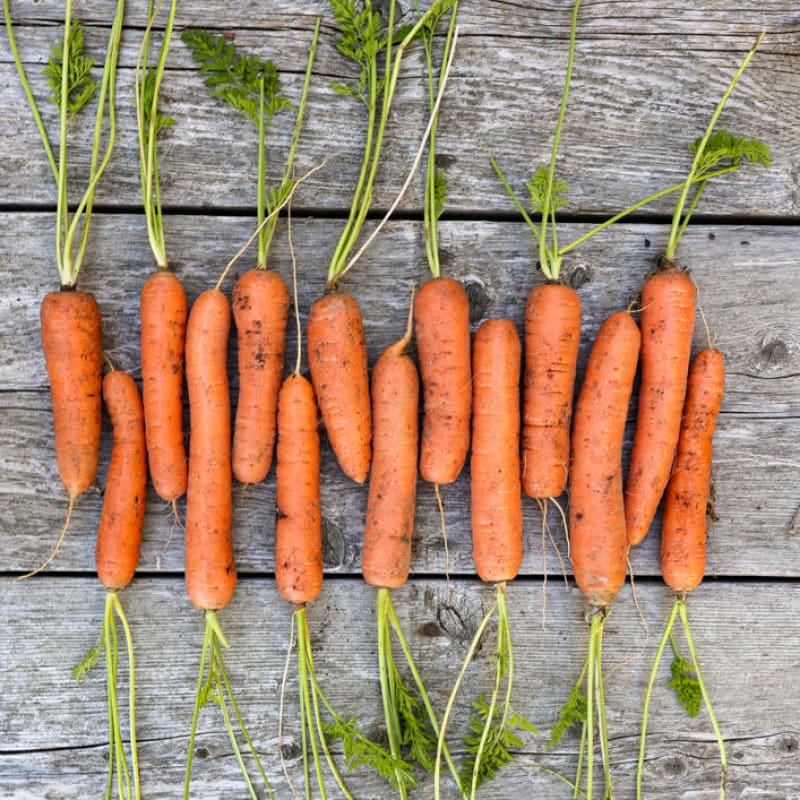 Napoli Carrot (F1 Hybrid, 66 Days) – Pinetree Garden Seeds