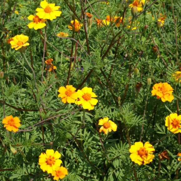 Nematode Control Marigold – Pinetree Garden Seeds