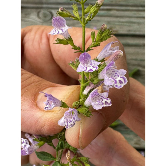 Nepitella – Pinetree Garden Seeds