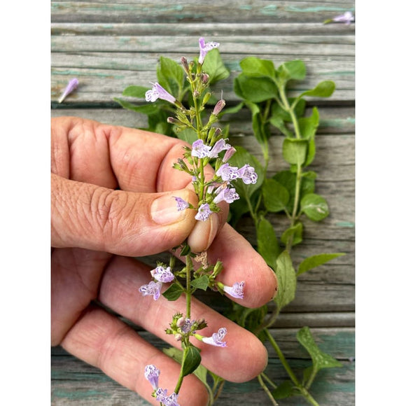 Nepitella – Pinetree Garden Seeds