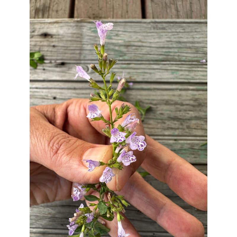 Nepitella – Pinetree Garden Seeds