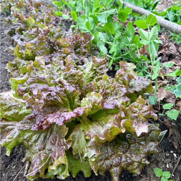 New Red Fire Lettuce (45 Days) – Pinetree Garden Seeds