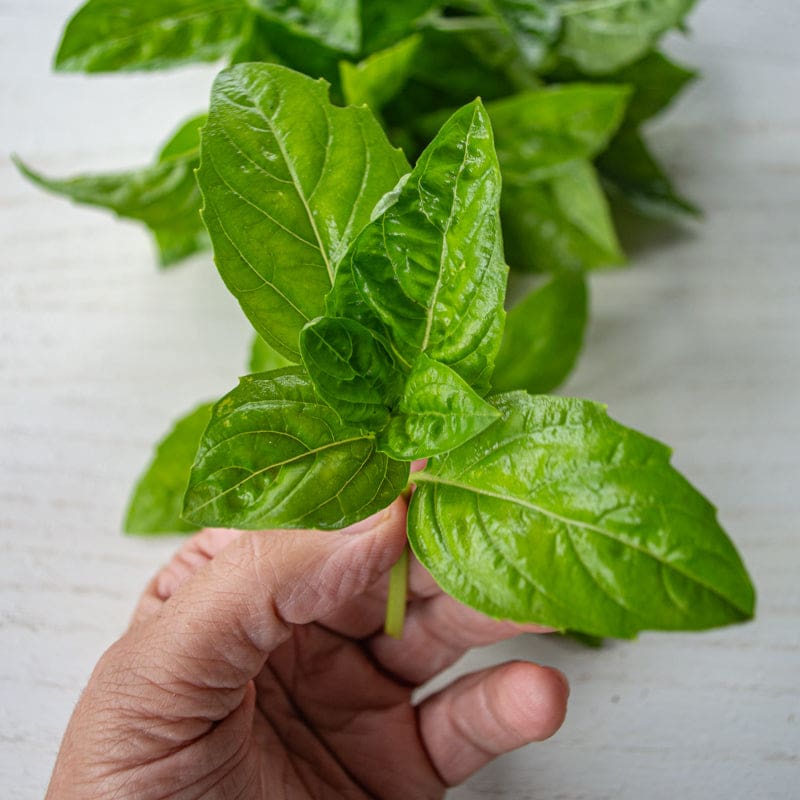 Nufar Basil (Organic) – Pinetree Garden Seeds