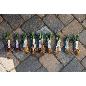 Onion Plants – Pinetree Garden Seeds