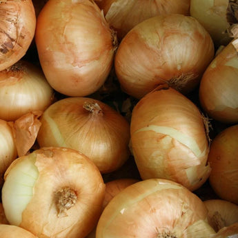 Onion Plants – Pinetree Garden Seeds