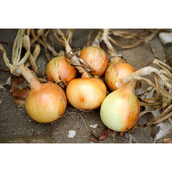 Onion Plants – Pinetree Garden Seeds