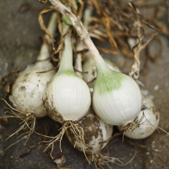 Onion Plants – Pinetree Garden Seeds
