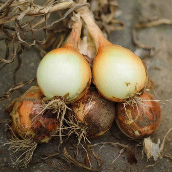 Onion Plants – Pinetree Garden Seeds
