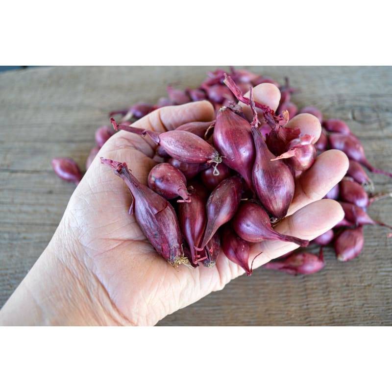 Onion Sets 'Red Baron' – Pinetree Garden Seeds