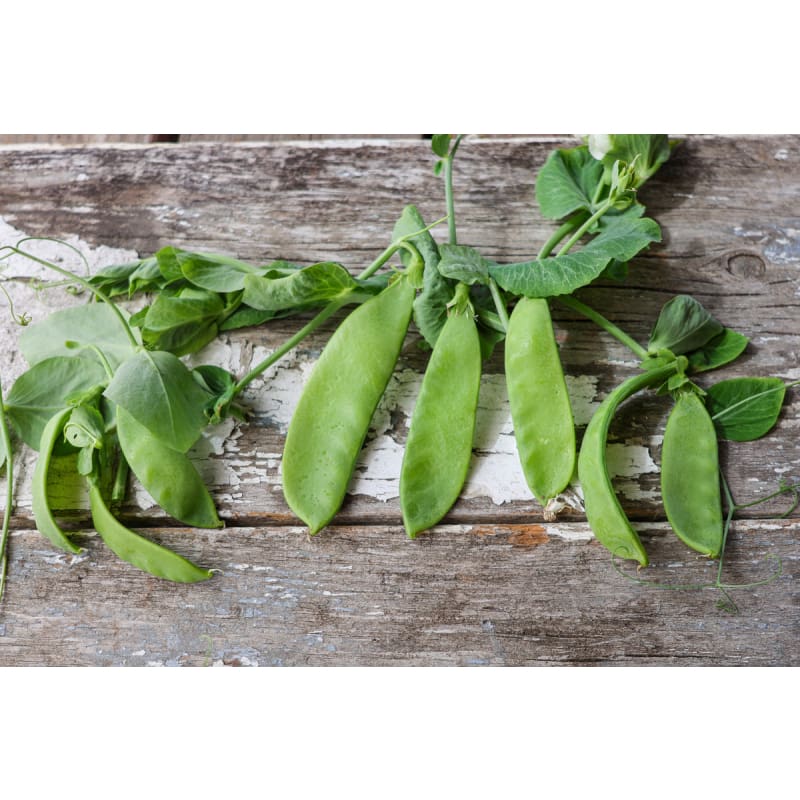 Oregon Giant Snow Pea (65 Days) – Pinetree Garden Seeds