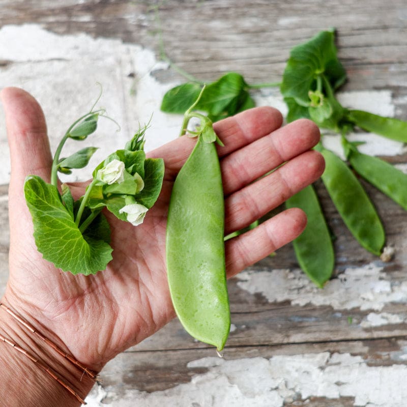 Oregon Giant Snow Pea (65 Days) – Pinetree Garden Seeds