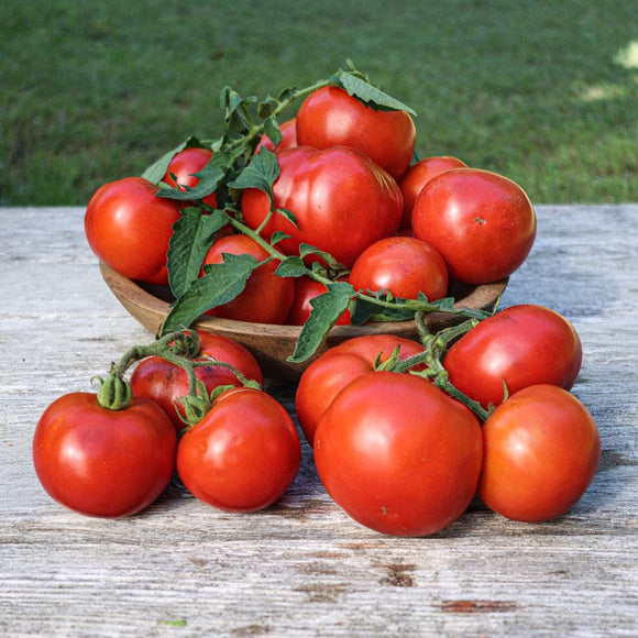 Oregon Spring Tomato (68 Days) – Pinetree Garden Seeds