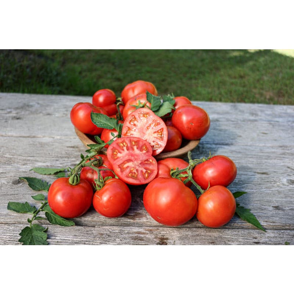 Oregon Spring Tomato (68 Days) – Pinetree Garden Seeds