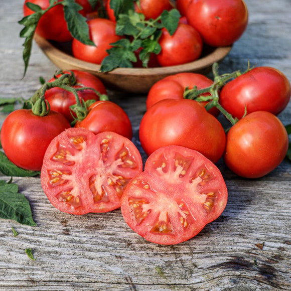 Oregon Spring Tomato (68 Days) – Pinetree Garden Seeds