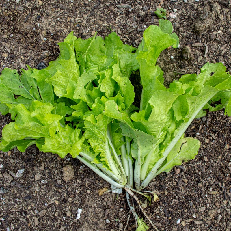 Pai Tsai- Fun Jen Greens (F1 Hybird 35 Days) – Pinetree Garden Seeds