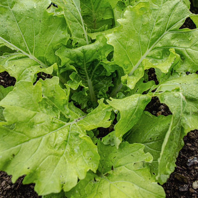 Pinetree Garden Seeds