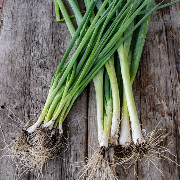 Parade Bunching Onion (Organic 65 Days) – Pinetree Garden Seeds