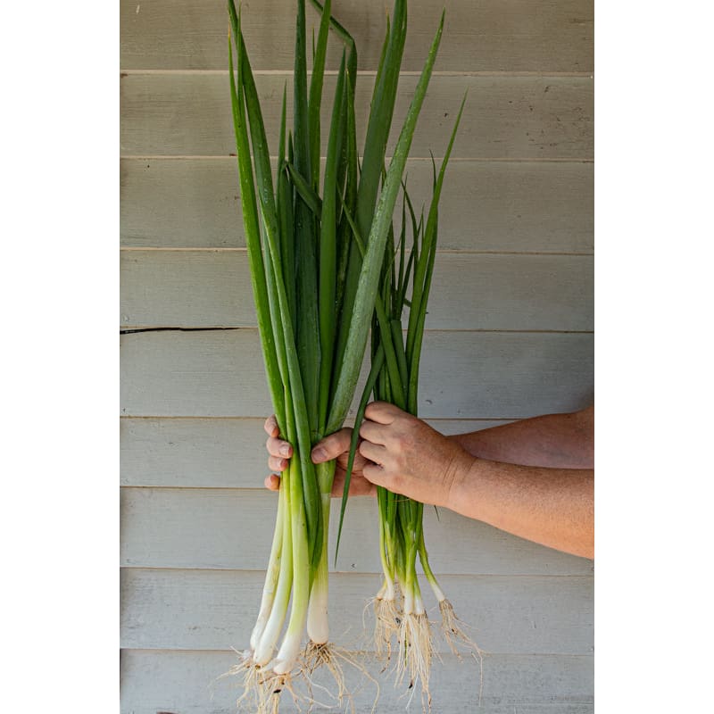 Parade Bunching Onion (Organic 65 Days) – Pinetree Garden Seeds