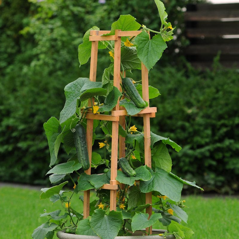 Patio Snacker Cucumber (F1 Hybrid 55 Days) – Pinetree Garden Seeds