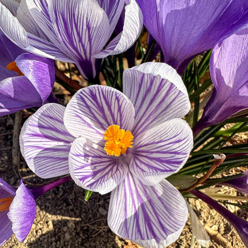 Pickwick Crocus – Pinetree Garden Seeds