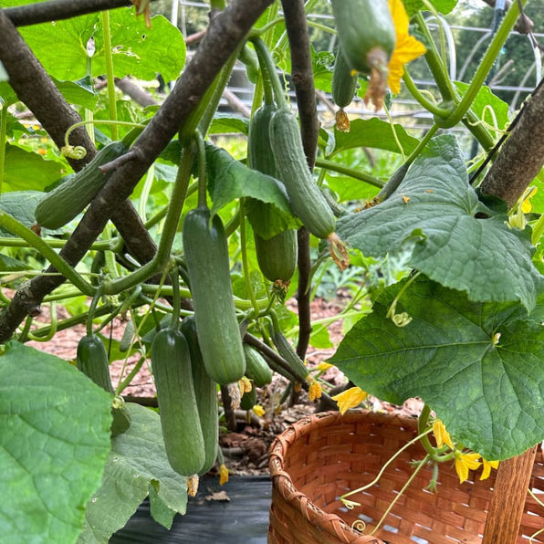 Buy Cucumber Seeds Online | Pinetree Garden Seeds – Page