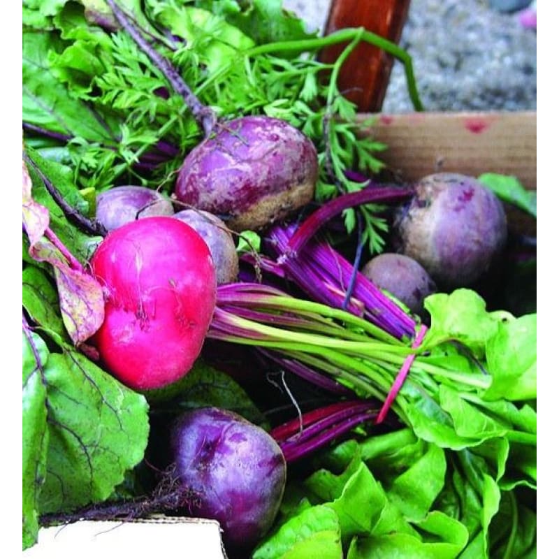 Pinetree Beet Mix (1/2 ounce) – Pinetree Garden Seeds