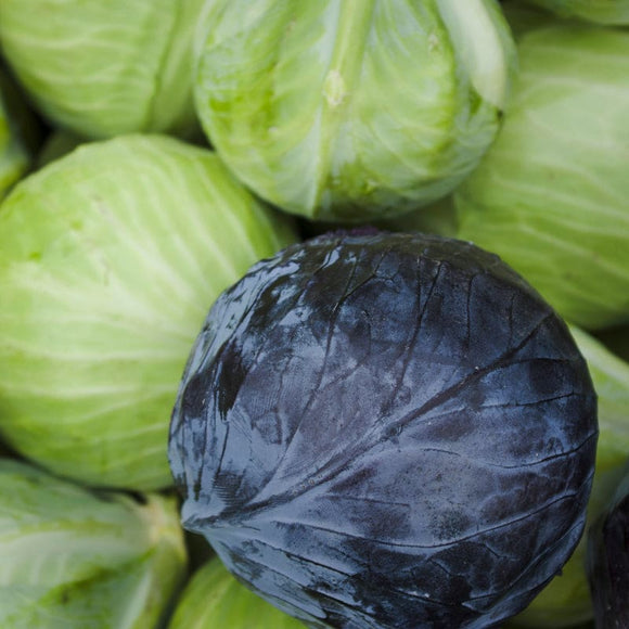 Pinetree Cabbage Mix – Pinetree Garden Seeds