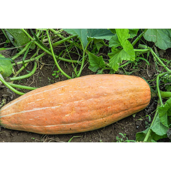 Pink Banana Squash (105 Days) – Pinetree Garden Seeds