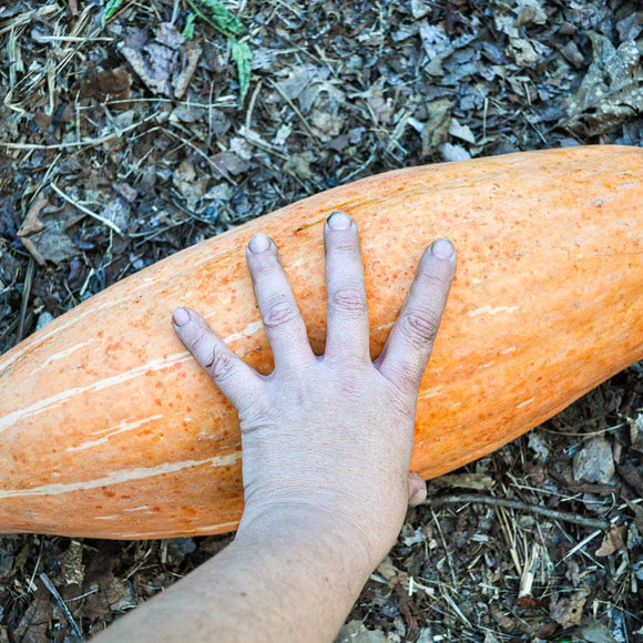 Pink Banana Squash (105 Days) – Pinetree Garden Seeds