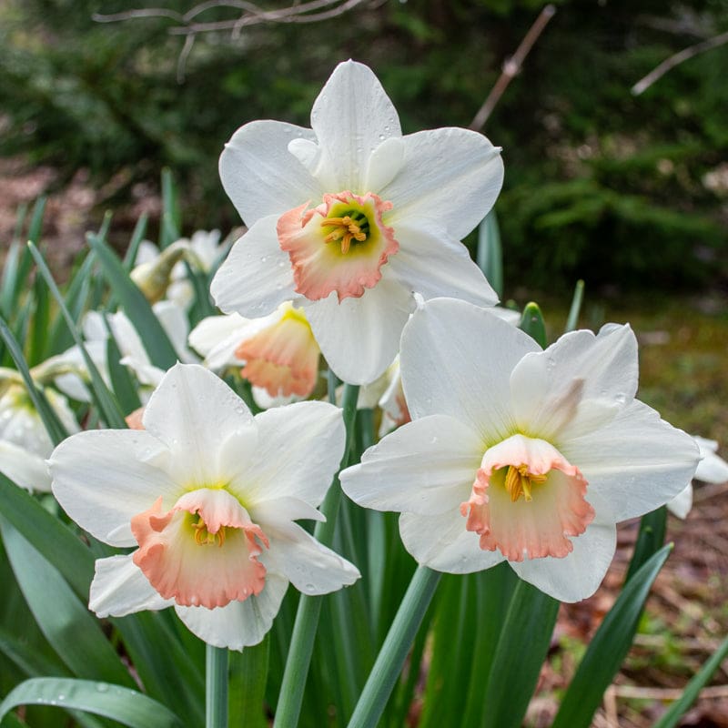 Pink Charm Narcissus – Pinetree Garden Seeds