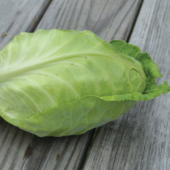 Point One Cabbage (F1 Hybrid, 48 Days) – Pinetree Garden Seeds
