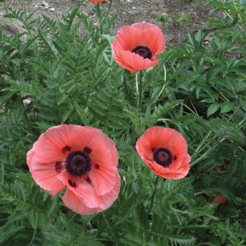 POPPY - FRUIT PUNCH – Pinetree Garden Seeds