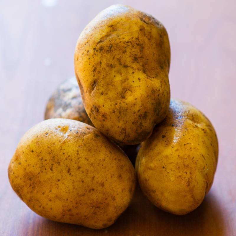 Potato 'Kennebec' – Pinetree Garden Seeds