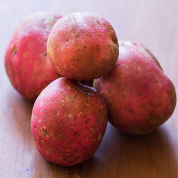Potato 'Red Pontiac' – Pinetree Garden Seeds