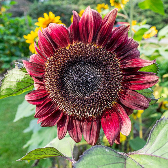 ProCut Red Sunflower – Pinetree Garden Seeds