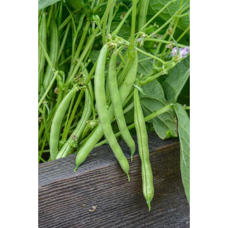 Provider Bush Bean (50 days) – Pinetree Garden Seeds