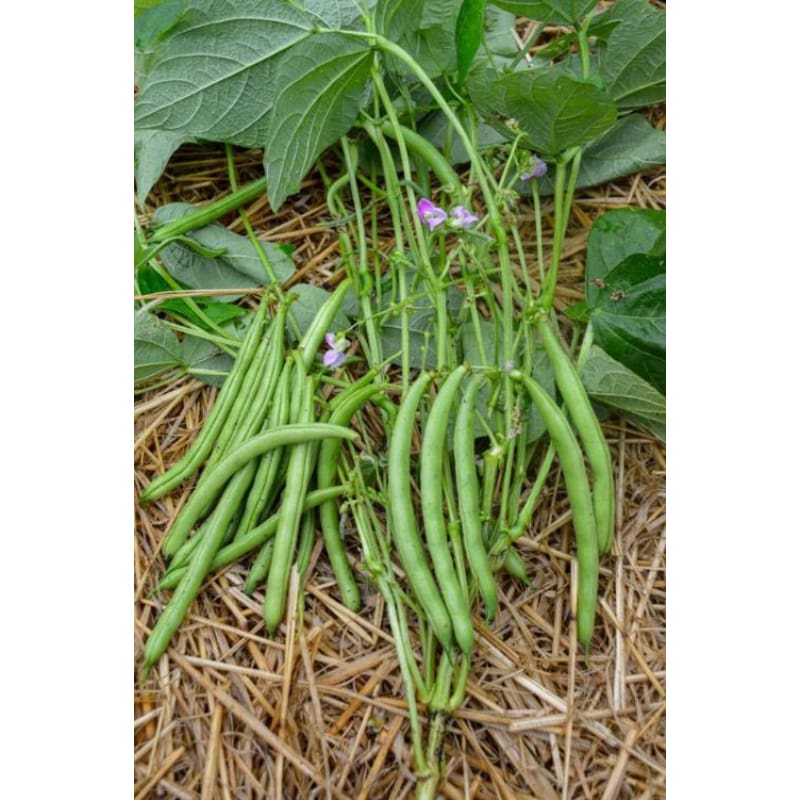 Provider Bush Bean (50 days) – Pinetree Garden Seeds