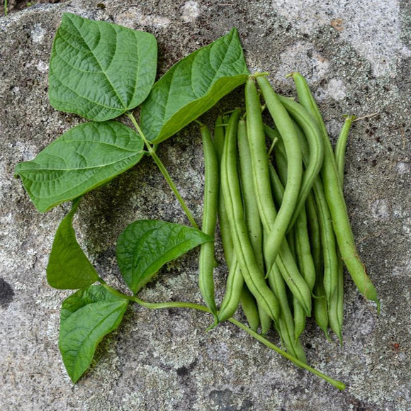Provider Bush Bean (50 days) – Pinetree Garden Seeds