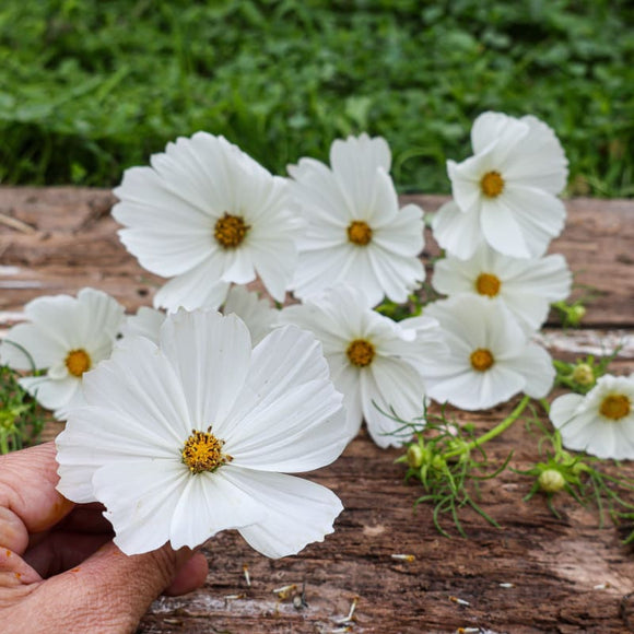 Purity Cosmos – Pinetree Garden Seeds